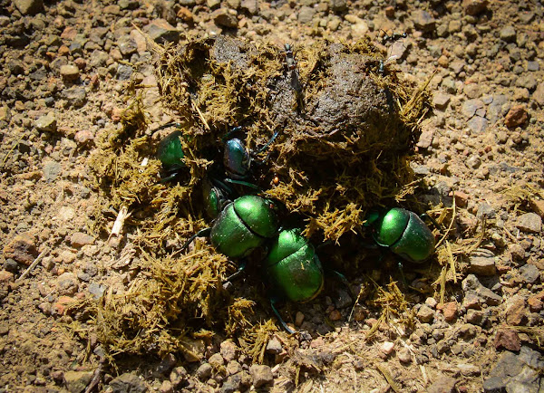 Green Dung beetle | Project Noah