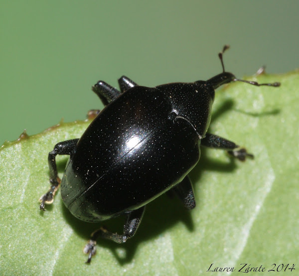 Weevil | Project Noah