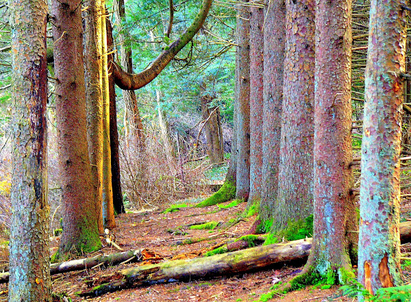 Unknown tree | Project Noah