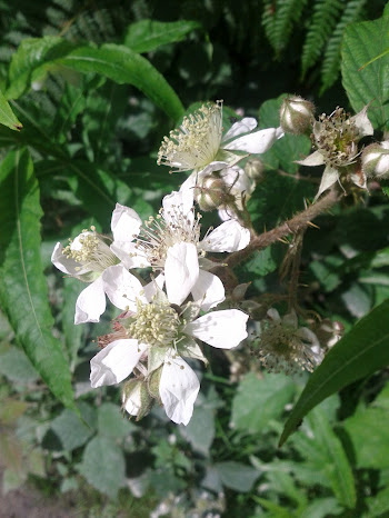 Blackberry | Project Noah