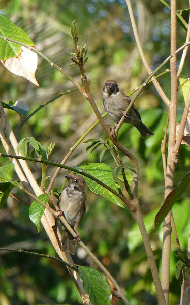 Eurasian Tree Sparrow | Project Noah