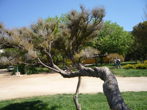 Swamp Paperbark | Project Noah