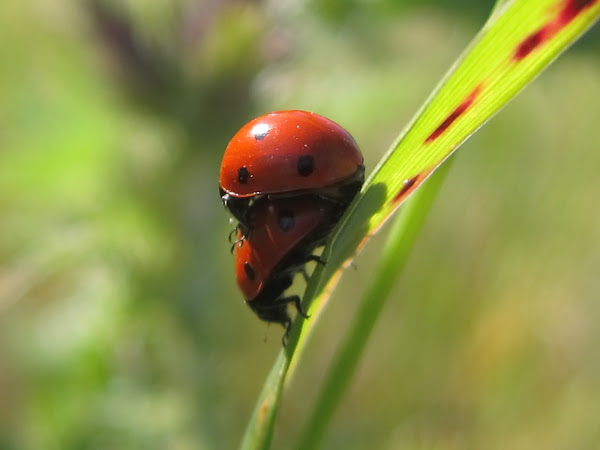 Seven-Spotted Ladybugs Mating | Project Noah
