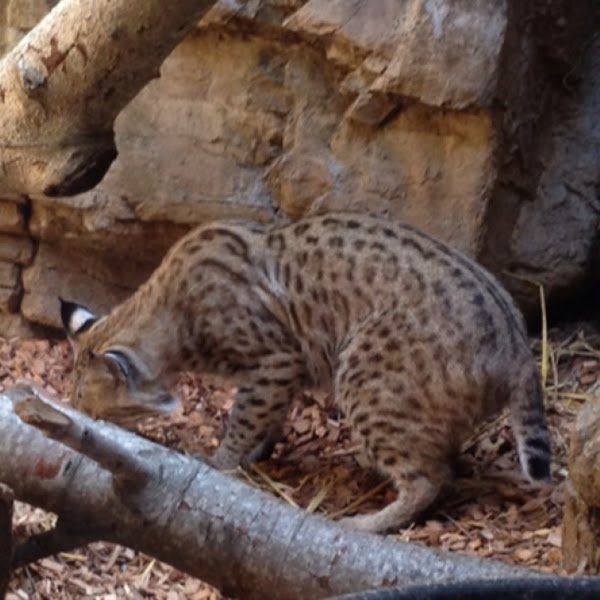 Bobcat | Project Noah