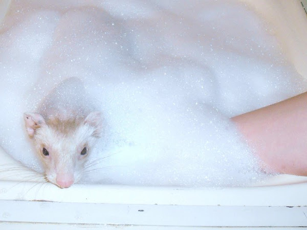 Ferret | Project Noah