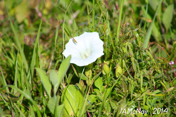 Hedge Bindweed | Project Noah