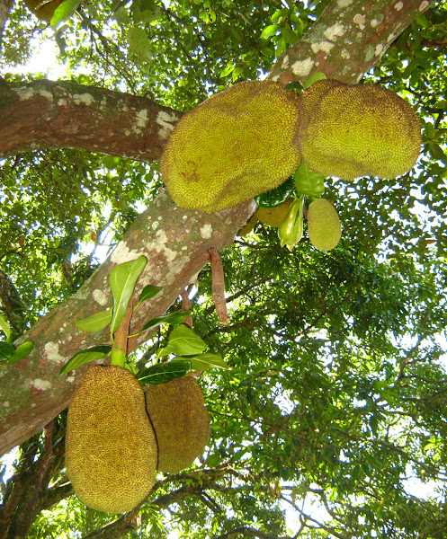 Jackfruit Tree | Project Noah