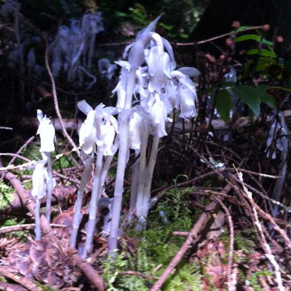 Indian pipe | Project Noah