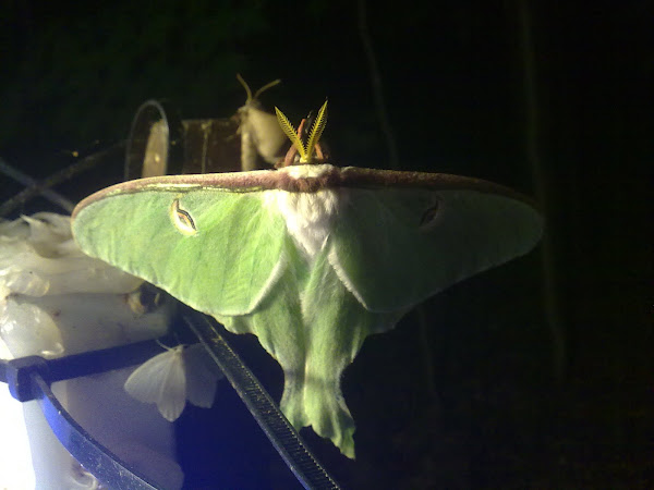 Luna Moth | Project Noah
