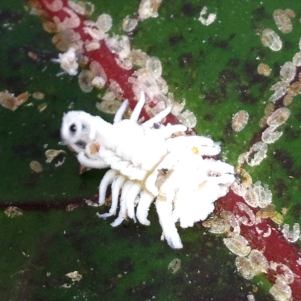 Mealybug Destroyer | Project Noah