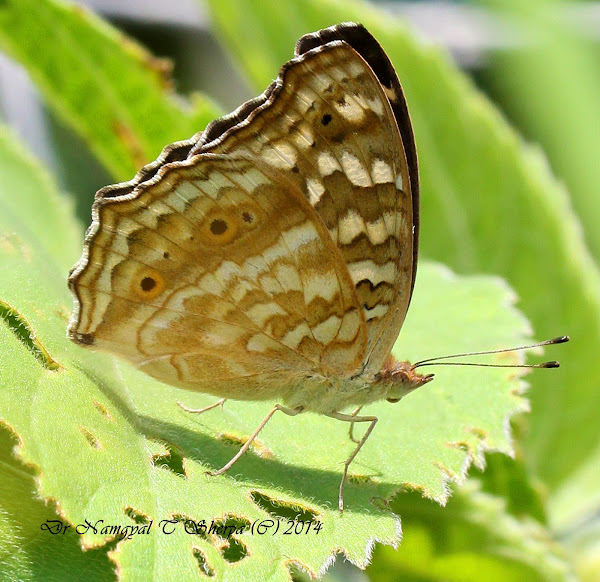 Lemon Pansy | Project Noah
