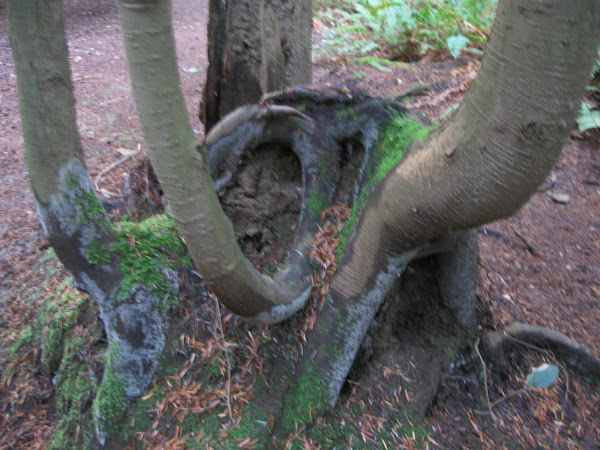 Western Hemlock | Project Noah