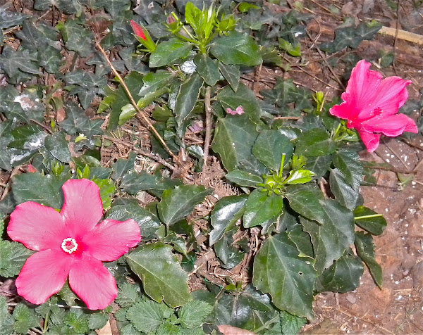 Unknown Spotting | Project Noah