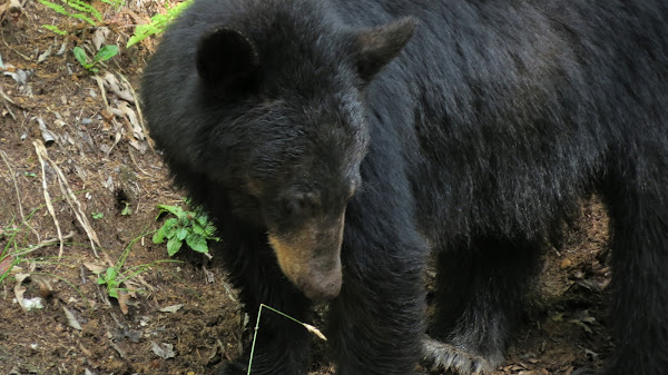 American Black Bear | Project Noah