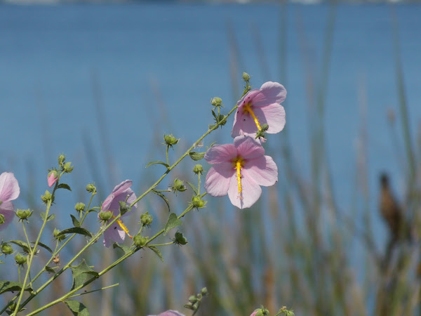 Salt Marsh Mallow | Project Noah