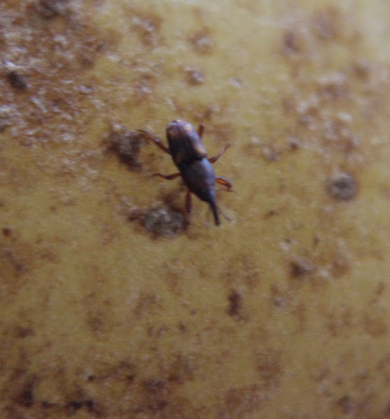 Maize Weevil | Project Noah