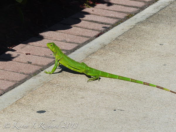 Green iguana (female) | Project Noah