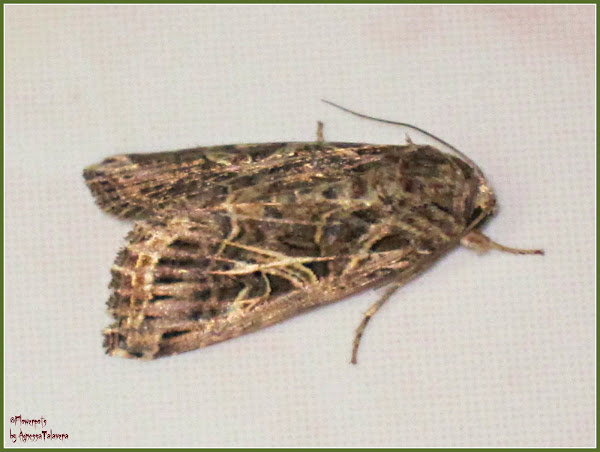 Tropical Armyworm Moth | Project Noah