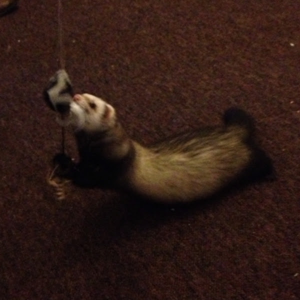 Domesticated Ferret | Project Noah