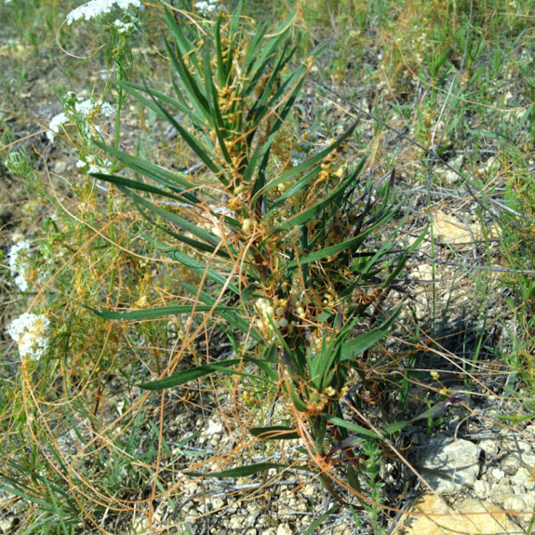 Dodder | Project Noah