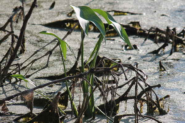 broadleaf arrowhead | Project Noah