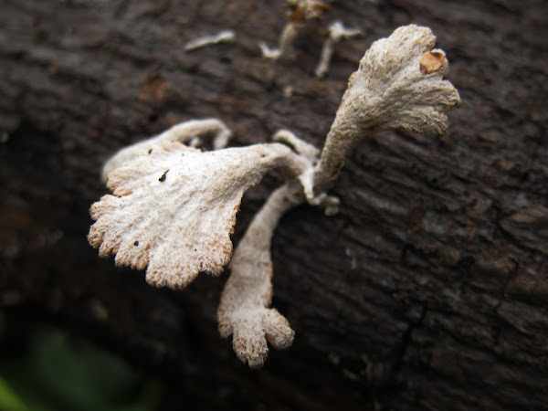 Split Gill Fungi | Project Noah