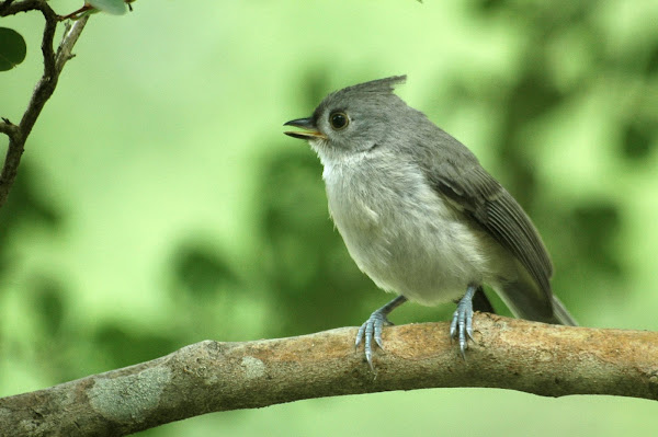 Tufted Titmouse (juvenile) | Project Noah