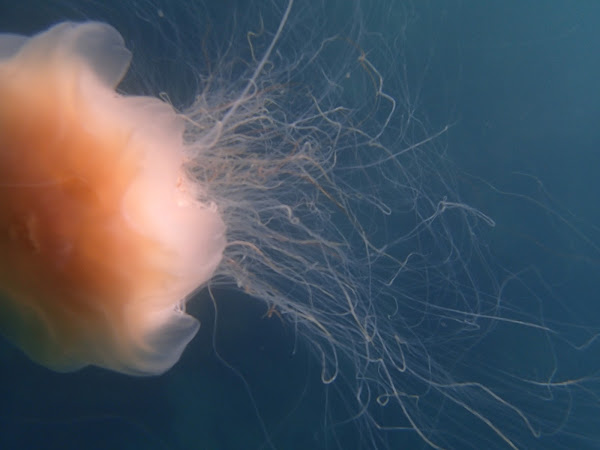 lion's mane jellyfish | Project Noah