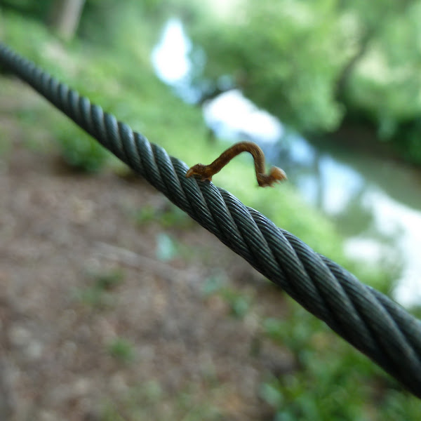 Inchworm Caterpillar | Project Noah
