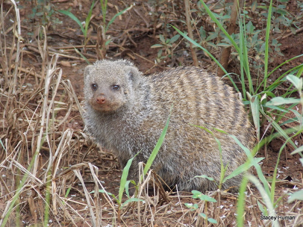 Banded mongoose | Project Noah