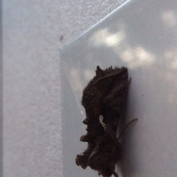 Soybean Looper Moth | Project Noah