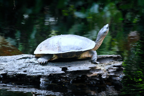 Turtle | Project Noah