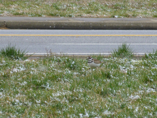 Killdeer | Project Noah