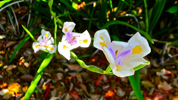 Wild Iris, Fortnight Lily, Cape Iris | Project Noah