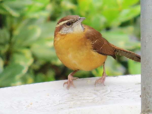 Carolina Wren | Project Noah