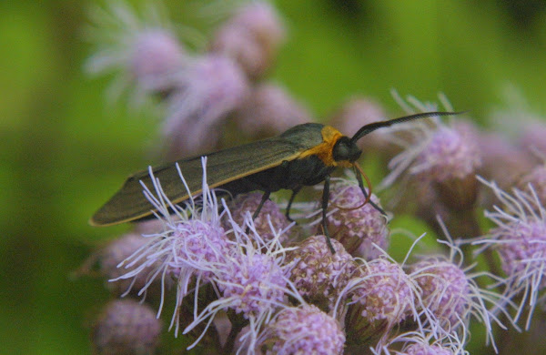Yellow-collared Scape Moth | Project Noah