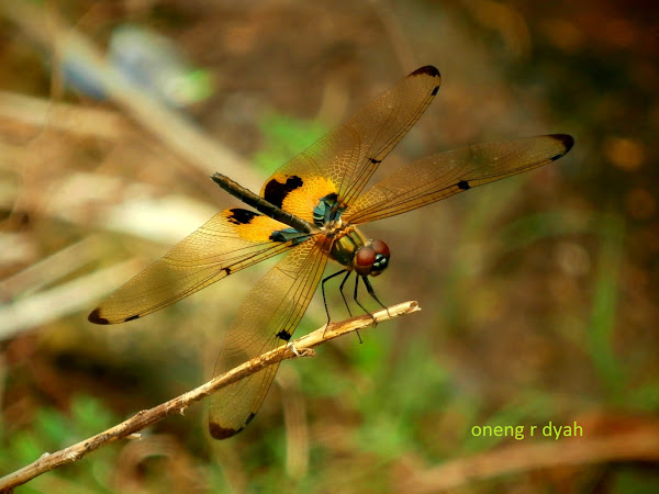 Dragonfly. | Project Noah