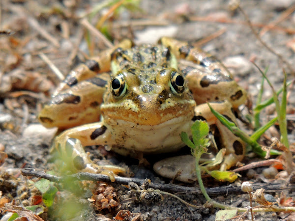 Northern Leopard Frog | Project Noah