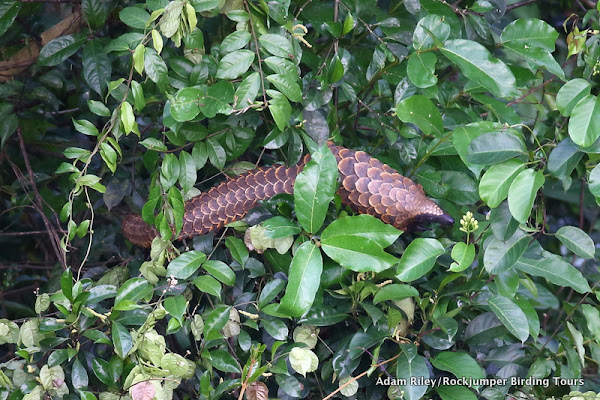 Long-tailed Pangolin | Project Noah