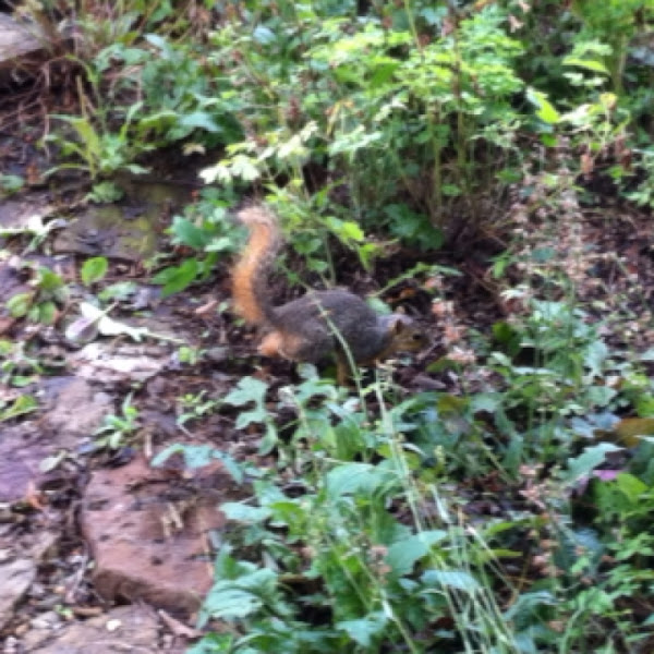 Texas Fox Squirrel | Project Noah