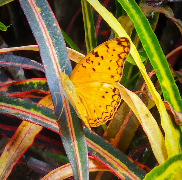 Common Leopard | Project Noah