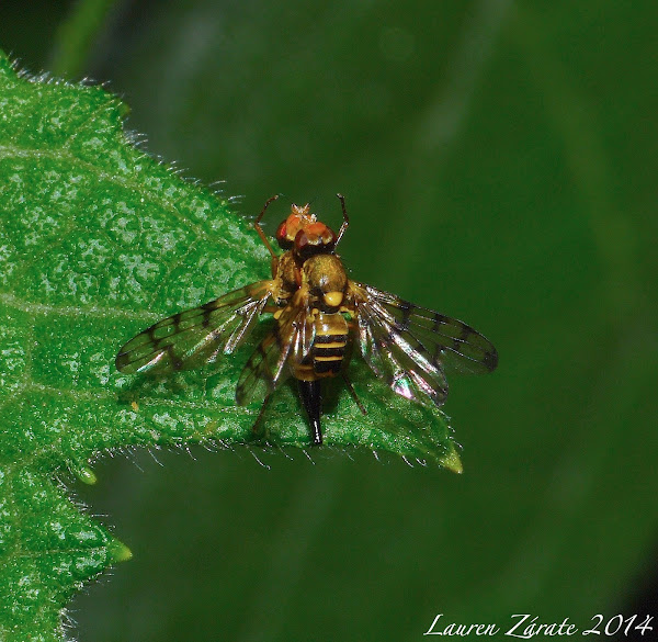 Fruit Flies Mating | Project Noah
