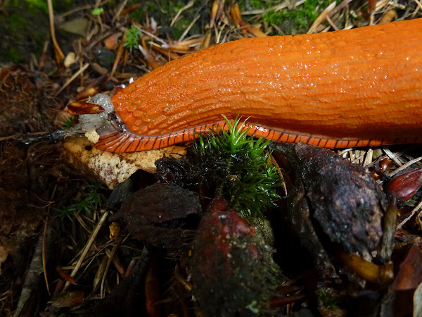 Rote Wegschnecke, European Red Slug | Project Noah
