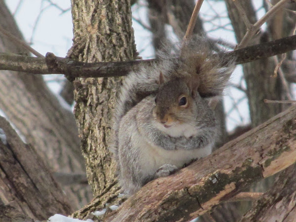 Desperate Squirrels | Project Noah