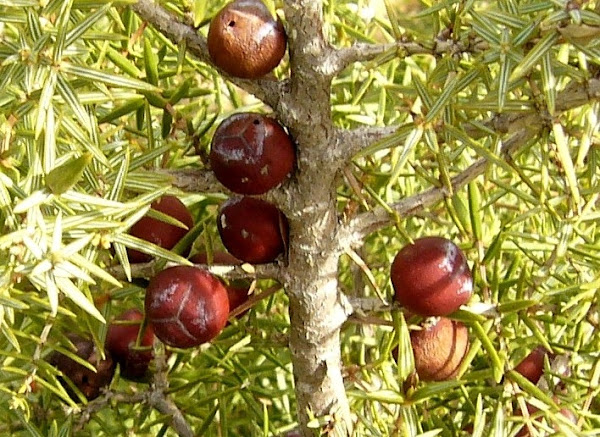 Enebro rojo | Project Noah