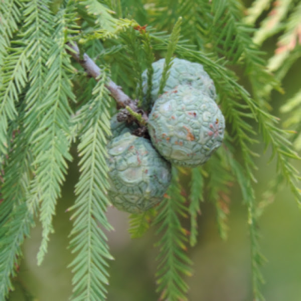 Bald Cypress cones | Project Noah