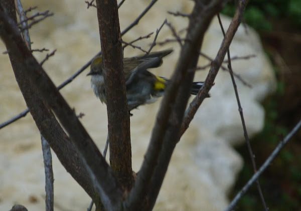 Myrtle warbler (adult female) | Project Noah