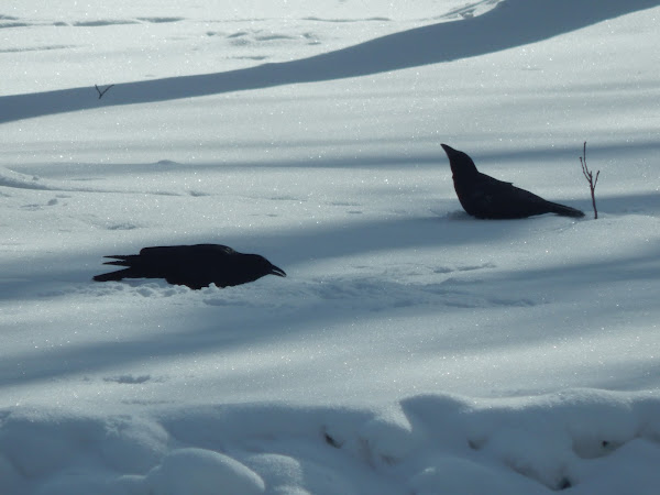 American Crow | Project Noah