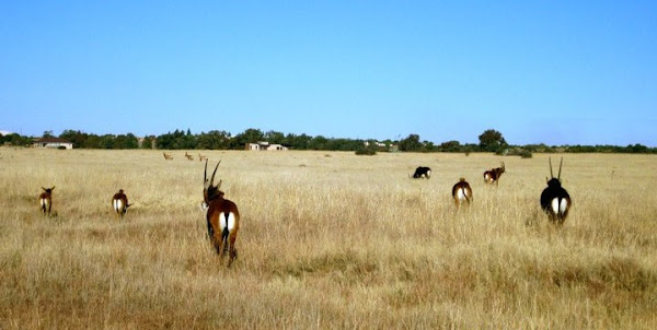Roan antelope | Project Noah