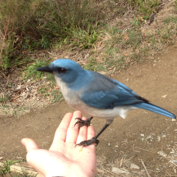 Mexican Jay | Project Noah
